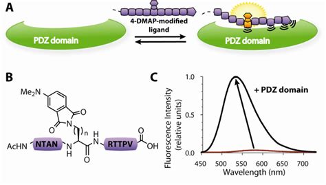 Figure 1 From A General Screening Strategy For Peptide Based Fluorogenic Ligands Probes For