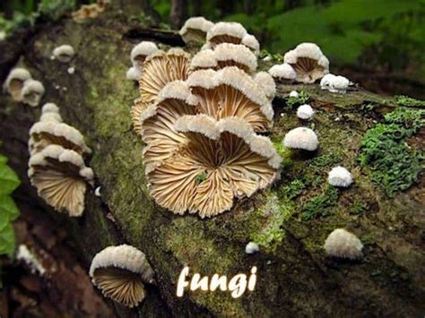 Pert 1 Karakteristik Fungi Jamurpptx
