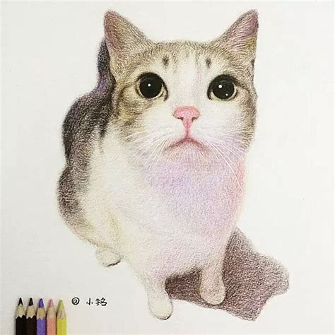 彩铅 猫 瓜皮 paulwade123 站酷zcool