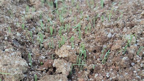 대파모종 씨앗으로 직파 해 보세요 Youtube