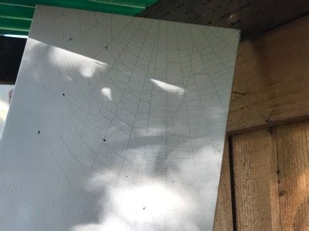 Catching A Spider Web Thriftyfun
