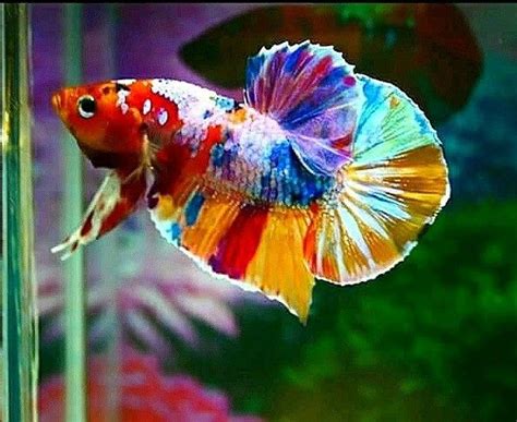 Ikan Cupang Candy Jenis Ikan Cupang