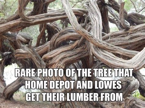 This Explains My Recent Trip To The Lumber Section Meme Guy