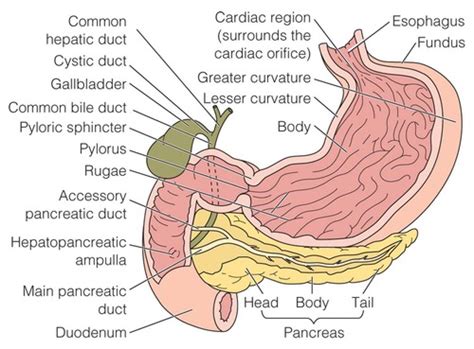 Biol 0800 Gi System Flashcards Quizlet
