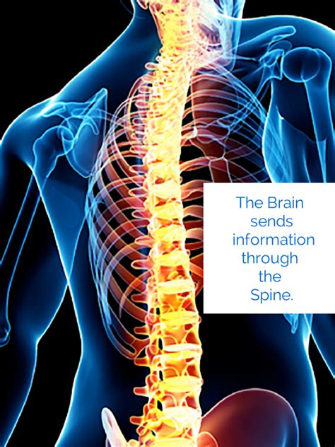 Network Spinal Analysis — Le Coeur