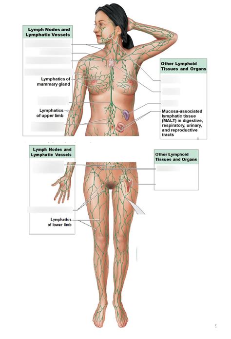 Biol 224 Lab Practical 2 Lymphatic System Anatomical Structure Diagram