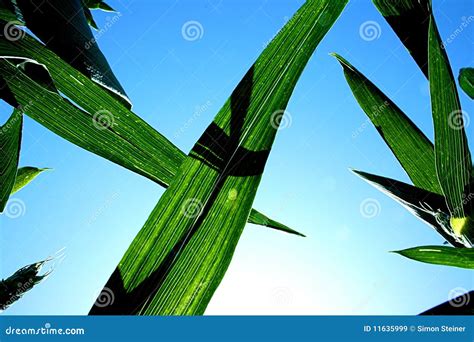 Glowing Leaf Stock Image Image Of Glow Light Glowing 11635999