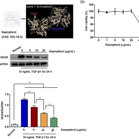 Effects Of Kaempferol On Cell Viability And Nox4 Expression A The