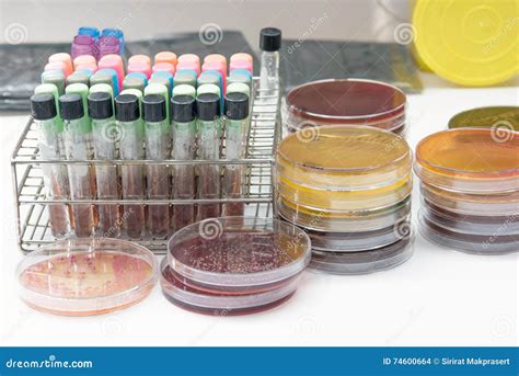 Biochem Test Automate For Identified Pathogen In Microbiology R Royalty Free Stock Image