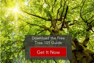 3 Types Of Tree Root Systems A Plus Tree