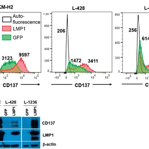 Lmp1 Induces Cd137 Expression In Hrs Cell Lines Km H2 L 428 And Download Scientific Diagram