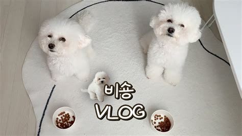 극과 극 비숑이 2마리 Vlog🐶🐶 미워도 미워할 수 없는 Youtube