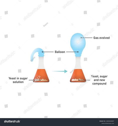 Yeast Respiration Experiment Scientific Design Vector Stock Vector