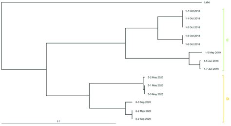 Dendrogram Obtained Using Upgma Unweighted Pair Group Method With