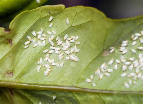 What Are The Whiteflies On Your Plants And How To Get Rid Of Them