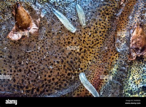 Œufs Et Larves De Mouches Pinkie Sur Le Poisson La Larve Utilise Du