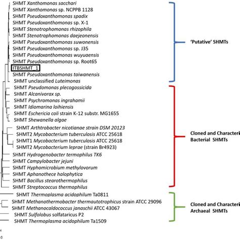 phylogenetic tree constructed by mega x program using neighbor joining