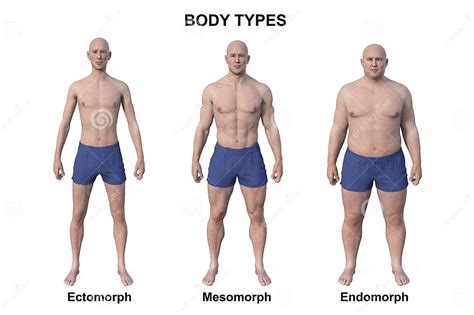 A 3d Illustration Of A Male Body Showcasing Three Different Body Types