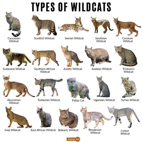 Types Of Cats With Fluffy Tails