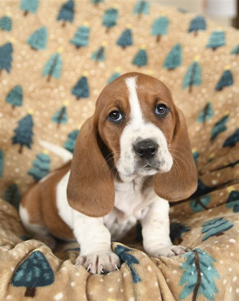 Basset Hound Puppies For Sale In Manton Mi Lancaster Puppies