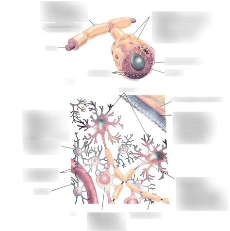Neuroglial Cells Diagram Quizlet