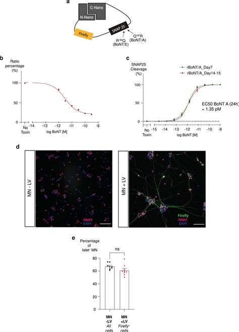 Split Nanoluc™ Luciferase Sensor Can Be Used In Rodent And Human