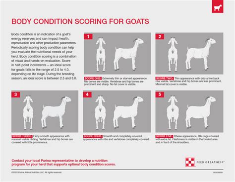 Goat Bcs Pdf
