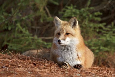 Лиса лис лисы лиска лиса живность смешные картинки и другие