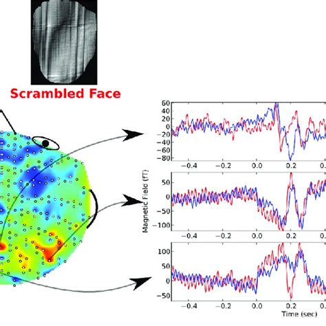 Magnetoencephalography Meg Decoding For Visual Information Experiment Download Scientific