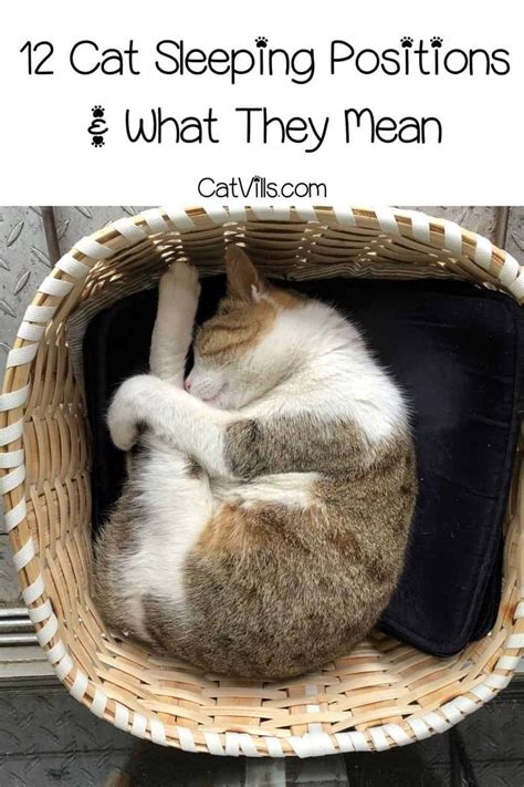 12 Cute Cat Sleeping Positions and Their Meanings