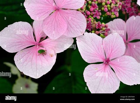 Flower Head Of Pink Lacecap Hydrangea Hydrangea Macrophylla With Common Green Shield Bug On