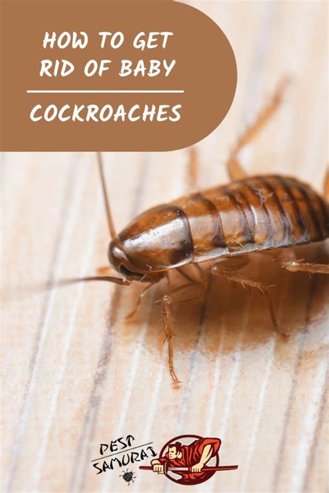 How To Keep Roaches Out Of Electronics