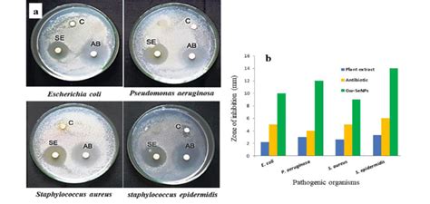 Antibacterial Activity Of Bio Synthesized Senps From Goniothalamus