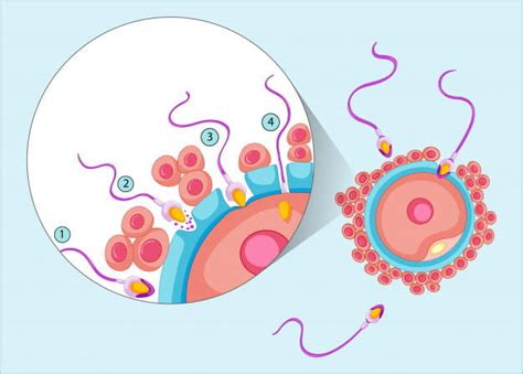 Reproduction Process In Human Eps Vector Uidownload