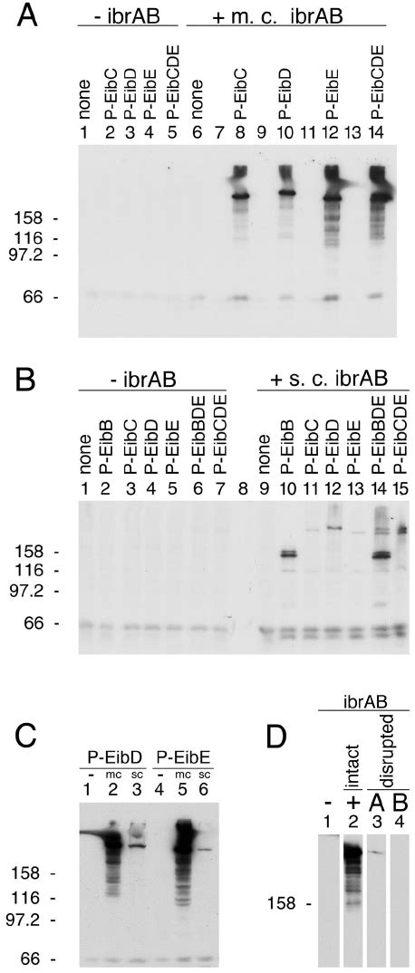 Effect Of Ibrab On Eib Expression In E Coli C Lysogens Lysogen Strain