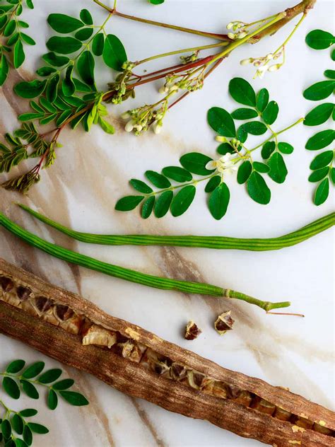 Moringa Flowers Benefits Best Flower Site