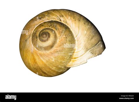 Cut Out Large Light Brown Northern Moon Snail Shell Isolated On White