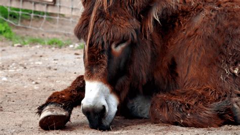 Stop Your Donkey From Biting It Is Possible