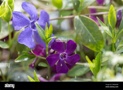 Vinca Major With The Common Names Bigleaf Periwinkle Large Periwinkle