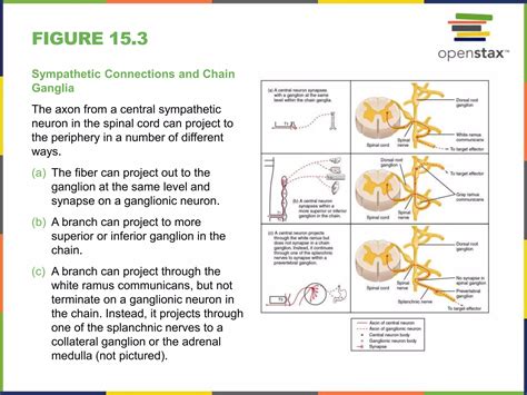 Open Stax Anatomyand Physiology Ch15 Pptx