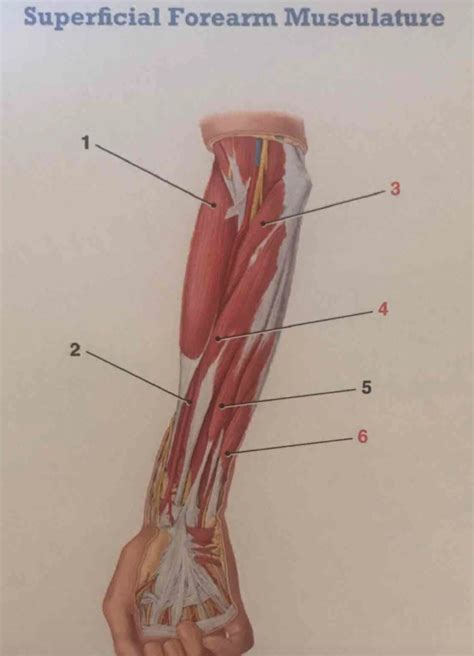 Superficial Forearm Labeling Diagram Quizlet