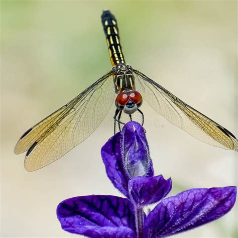 Yellow Dragonfly On Purple Flowers Stock Image Image Of Legs Flower