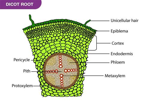 The Ultimate Guide Understanding The Plan Diagram Of A Dicot Stem