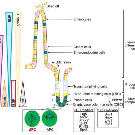 General View Of Wnt Signalling Pathway A In Absence Of Wnt Download Scientific Diagram