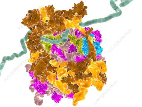 Plitidepsin Complexed With Ribosome Molecular Model Stock Image C051 4009 Science Photo