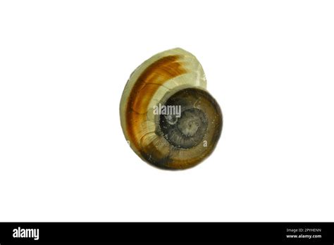 Snail Shell Cut Out Detailed Shell Of A Snail For Further Processing