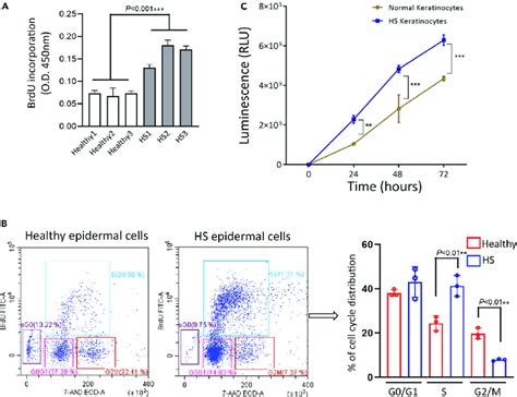 Enhanced Cell Proliferation In Hs Epidermis A Brdu Incorporation Was