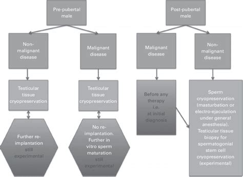 The Proposed Algorithm For Fertility Preservation In Boys A Full Download Scientific Diagram