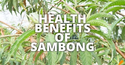 Sambong Plant