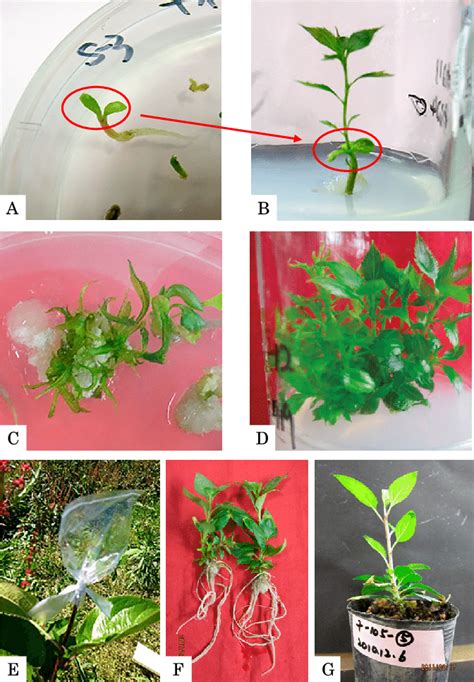 Shoot Formation From Embryos In Anther Cultures In Senshu A Rooted Download Scientific
